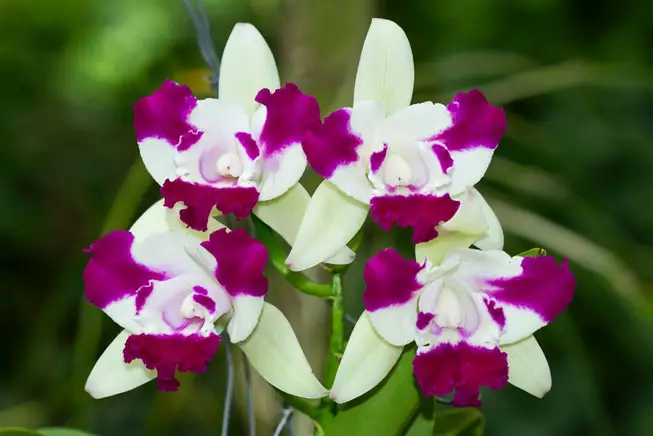 La orquídea Cattleya - Consejos de cultivo - Consejos para mi huerto