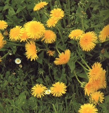 Características y cultivo de la palma Rafia (Raphis excelsa) - Consejos ...