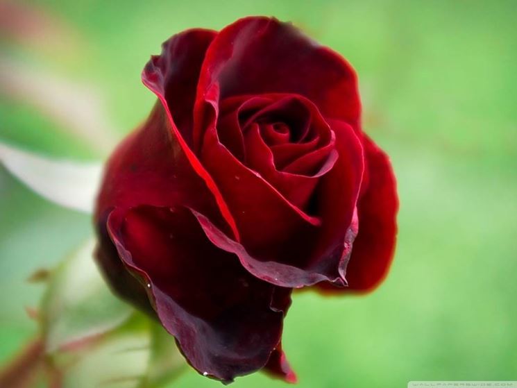 Flor rosa - Consejos para mi huerto