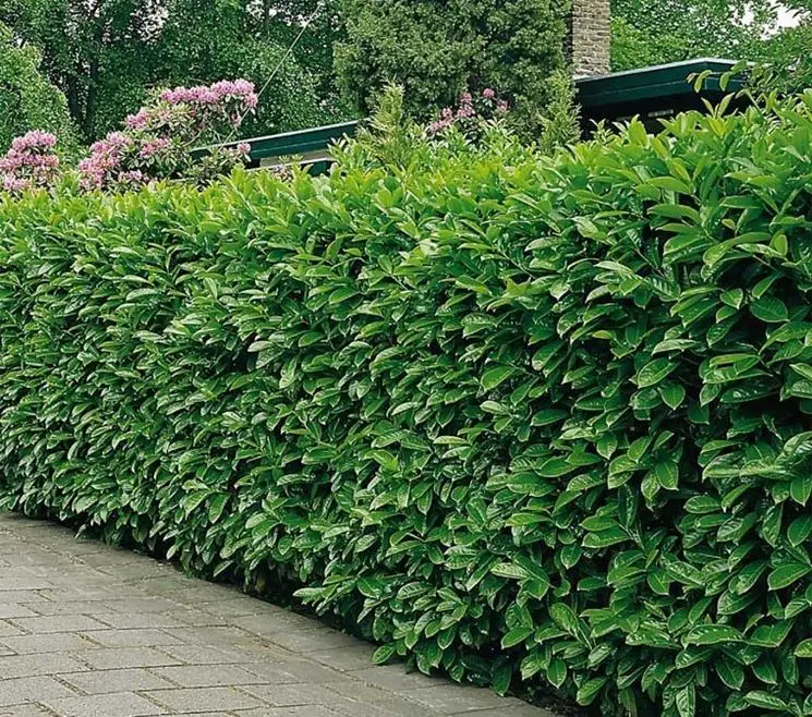 El laurel - Consejos para mi huerto