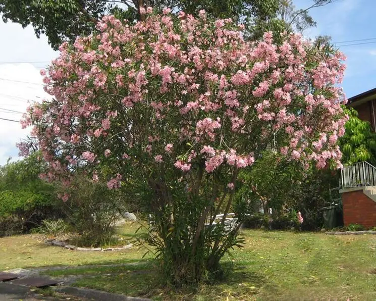 La adelfa - Consejos para mi huerto