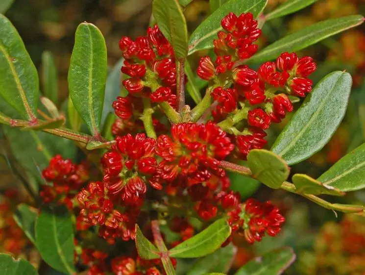 Lentisco - Consejos para mi huerto