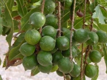 Características y cultivo de la palma Rafia (Raphis excelsa) - Consejos ...