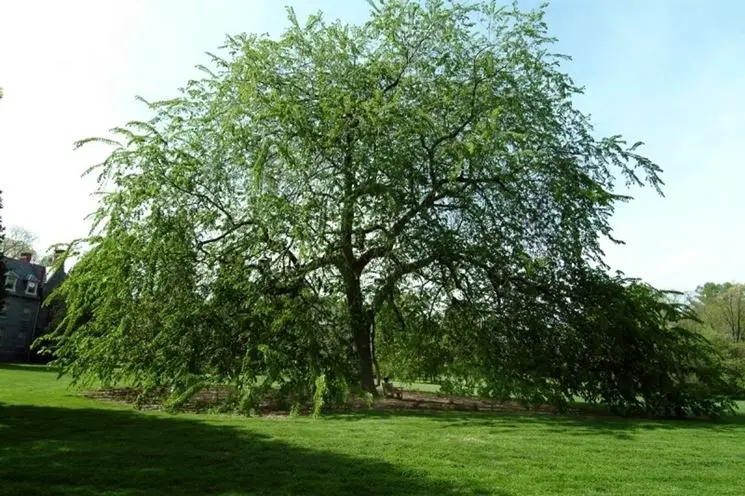 Olmo - Consejos para mi huerto