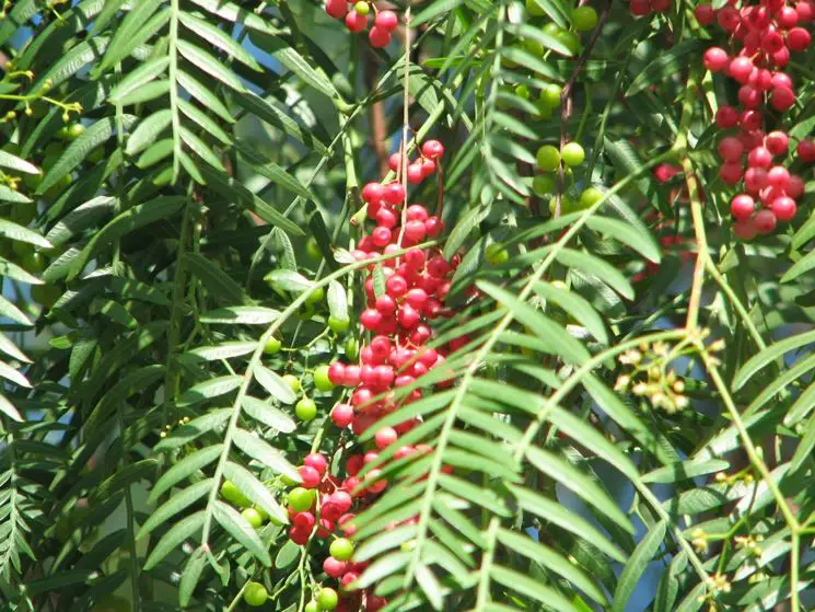 Planta de pimienta rosa - Consejos para mi huerto