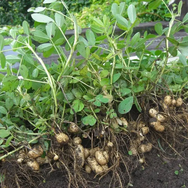 Planta de maní - Consejos para mi huerto
