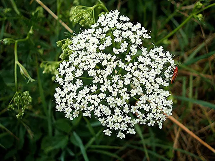 Características y cultivo de la palma Rafia (Raphis excelsa) - Consejos ...