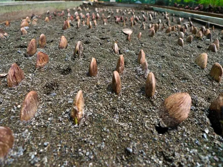 Semillas de árboles - Consejos para mi huerto