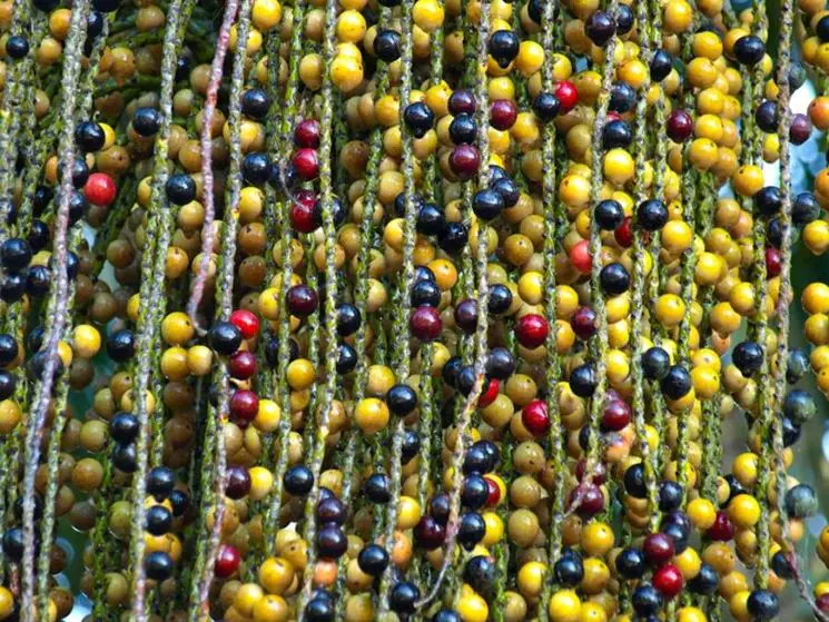 Semillas de árboles - Consejos para mi huerto