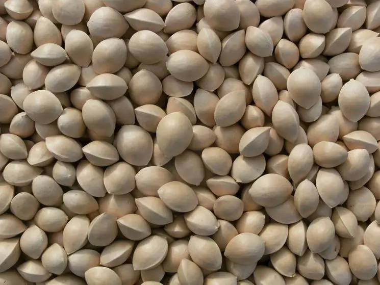 Semillas de árboles - Consejos para mi huerto