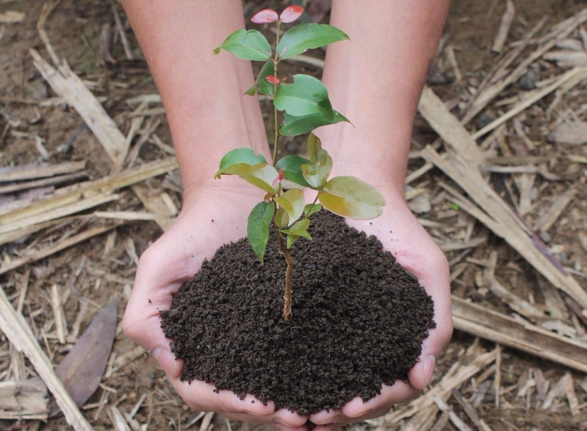 Características y cultivo de la palma Rafia (Raphis excelsa) - Consejos ...